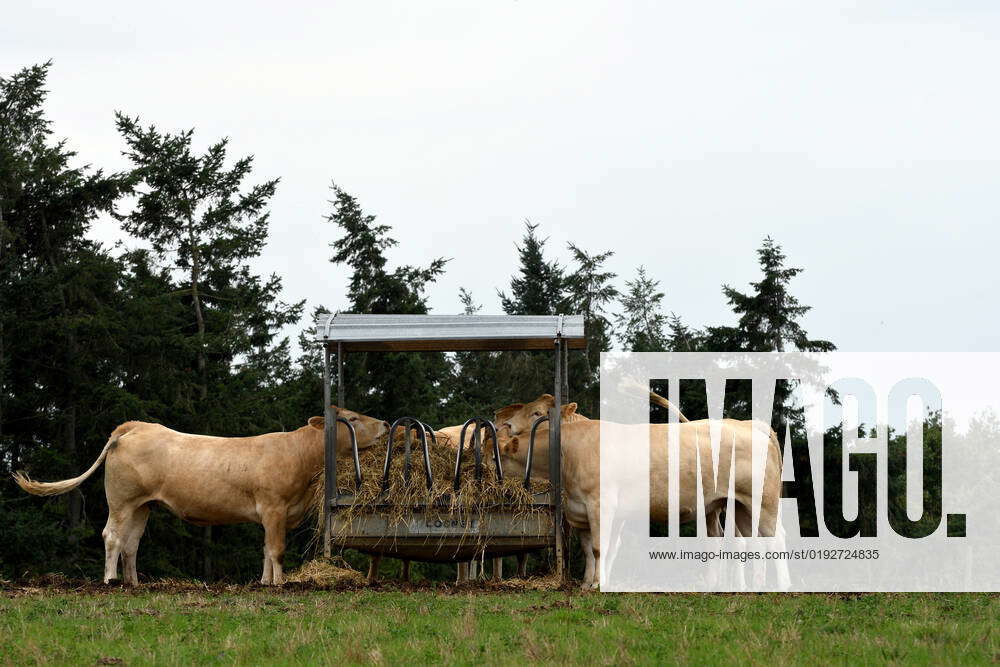 charolais, Charolais beef, Charolaisrind Bos primigenius F Taurus ...