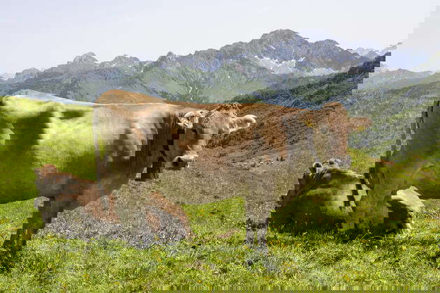 cows, UGA Alpe in Damuels, Vorarlberg, Austria