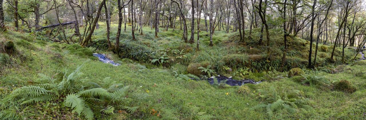 oak forest, Ariundle Oakwood National Nature Reserve, strontian ...