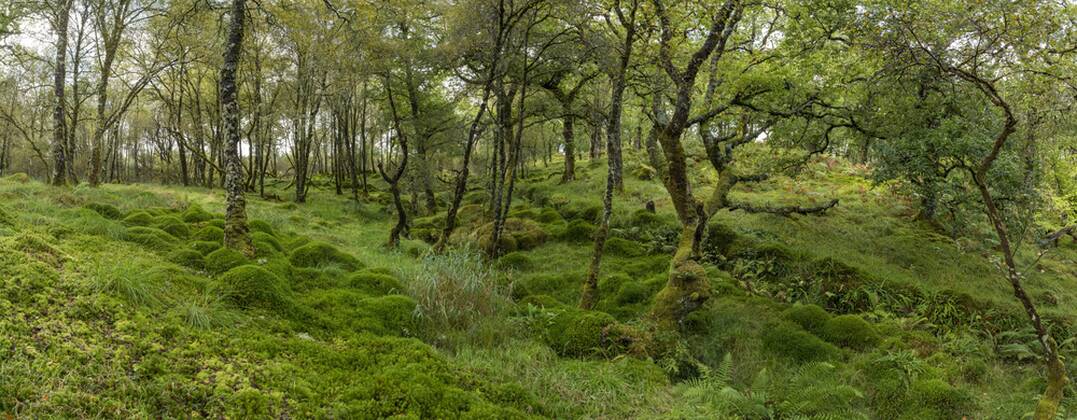 oak forest, Ariundle Oakwood National Nature Reserve, strontian ...