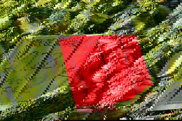 Chinese cabbages pile up like a mountain, and the selling price drops ...