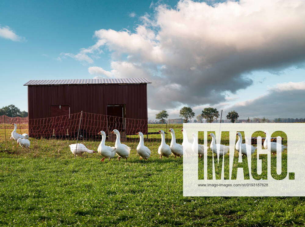 Small group of white domestic geese on a fenced goose pasture in front ...