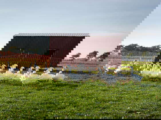 Small group of white domestic geese on a fenced goose pasture in front ...