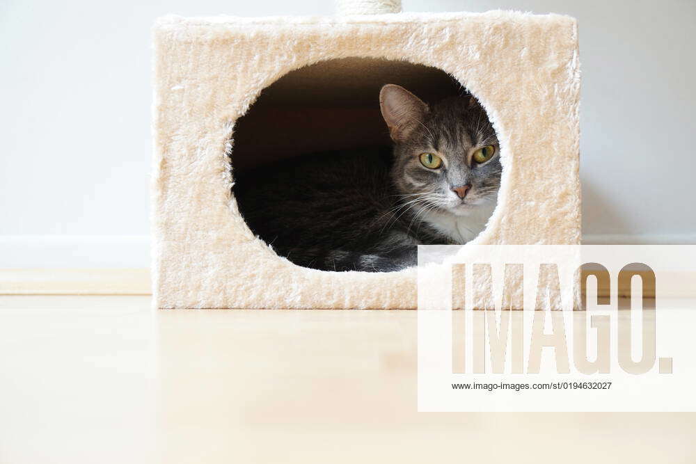 Cat in box shaped hideaway gray tabby cat resting in box shaped ...
