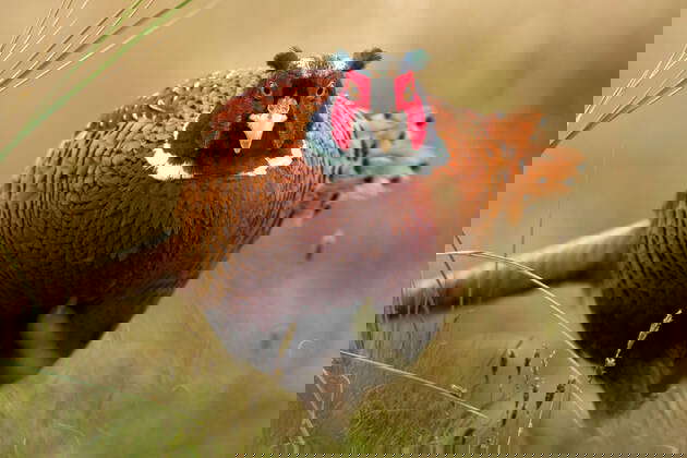 Pheasant, Ring-necked pheasant, Ring Pheasant, Hunting pheasant ...