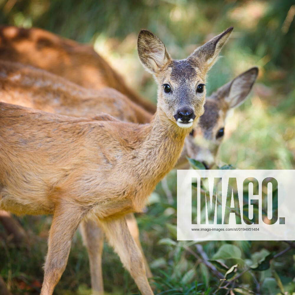 Young Roebuck (capreolus capreolus) , 7799520, animal, attire, autumn ...