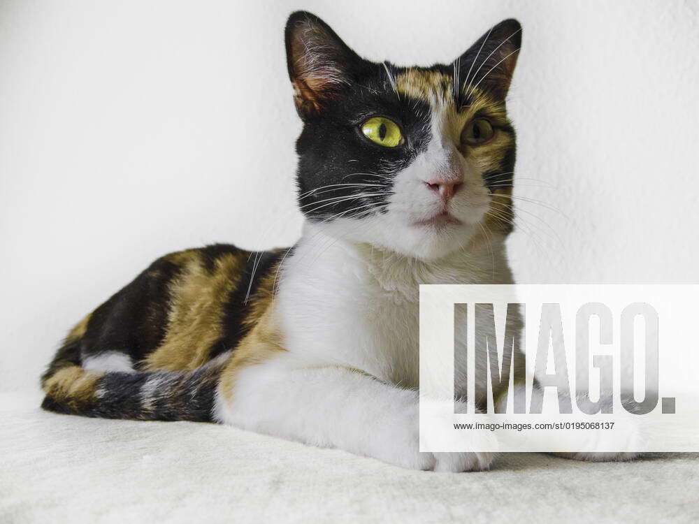 Calico breed cat of strange colors, 8267368, cat, calico, kitten, white ...