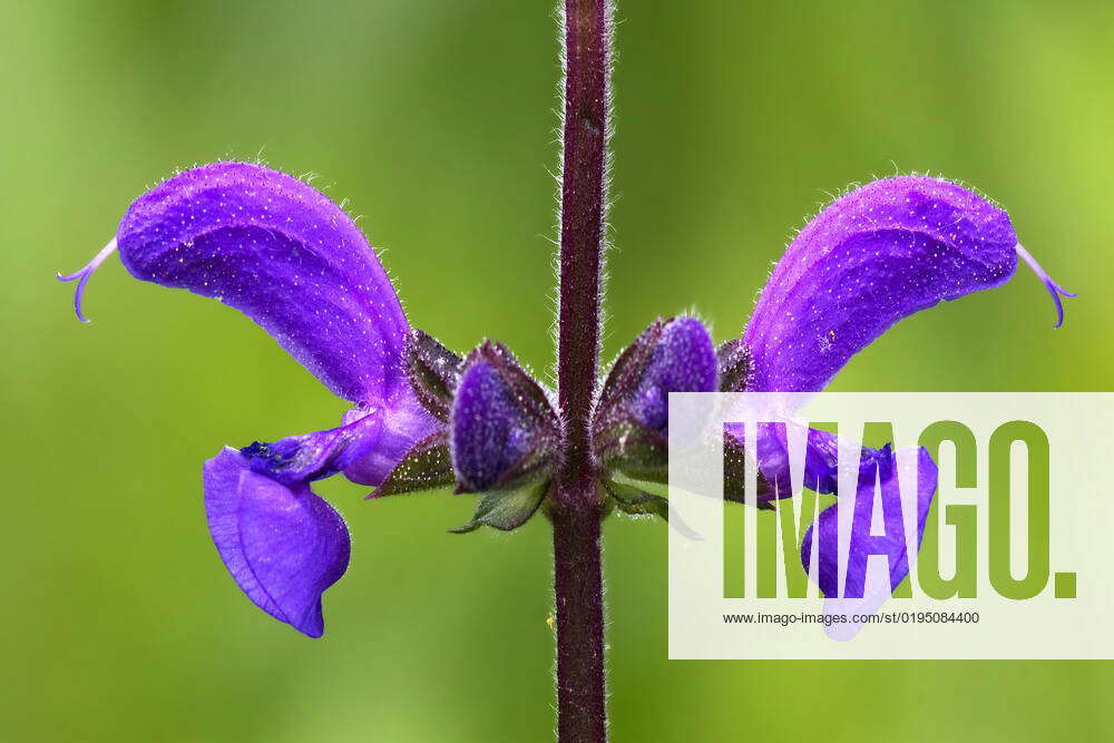 Colse up of a violet glechoma hederacea hirsuta labiate , 8331812 ...