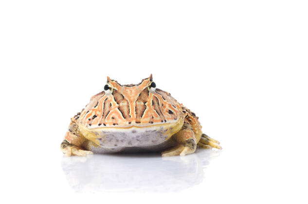 Fantasy Frog, 835711, amphibian, animal, biology, camouflage, captive ...