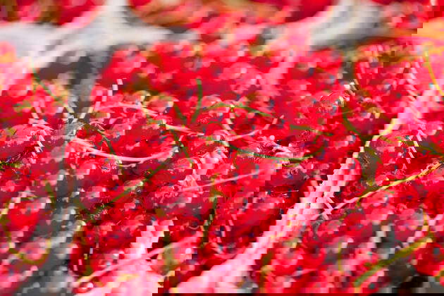 Fresh tasty red currant berries macro closeup on market outdoor summer