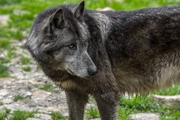 Schwarzer north west wolf, Mackenzie Wolf Canis Lupus occidentalis ...