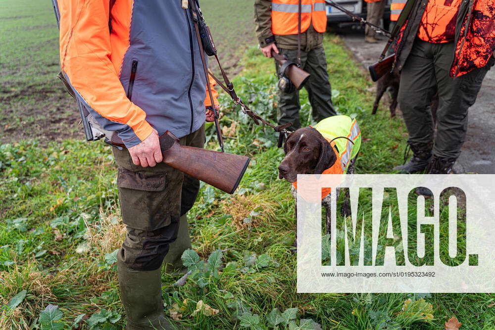 Hunters together with their hunting dogs after a driven hunt at the ...