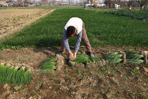 Vegetable Farming In Kashmir Farmers work in a Onion field on a winter ...