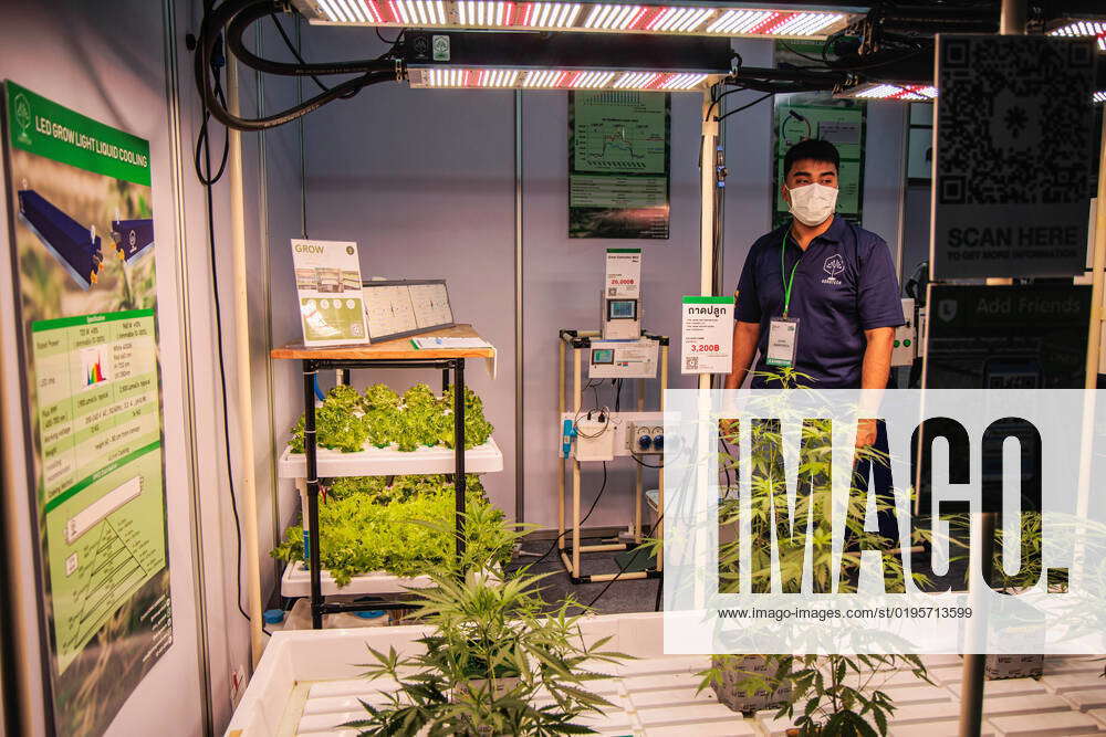 November 30, 2022, Bangkok, Thailand: Cannabis plantation sample ...