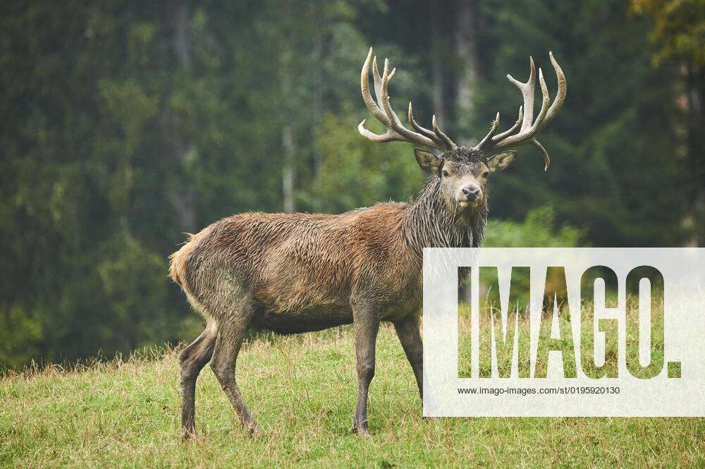 Red Deer Cervus elaphus Male at the Brunft in the Alps, Autumn, Game ...