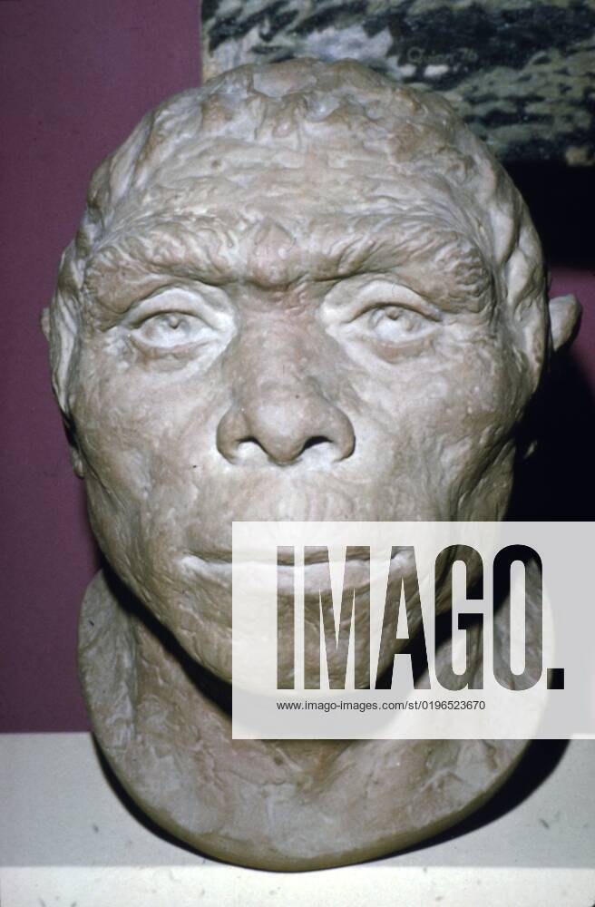 Peking Man, Reconstruction of Head from fossil evidence, c20th century ...