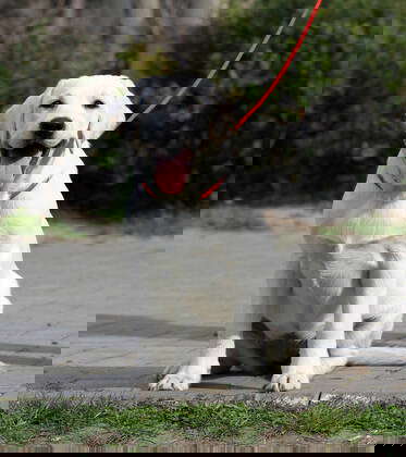 Sweet yellow labrador playing in the park, model released, , property ...