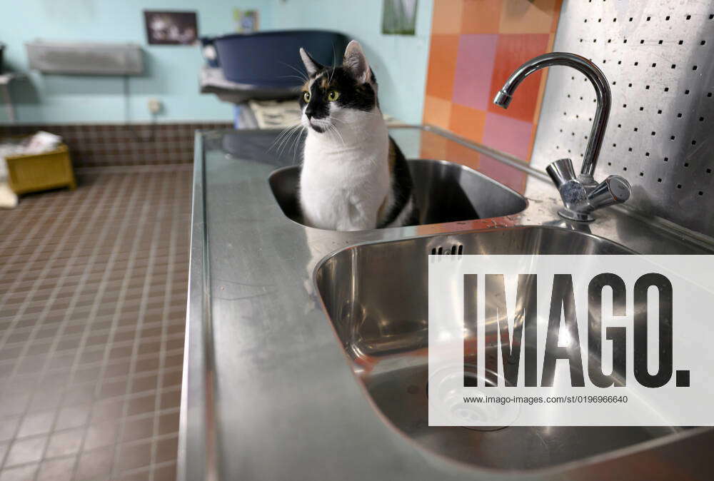 Cat room in Duisburg animal shelter, female cat Conti sits in the sink ...