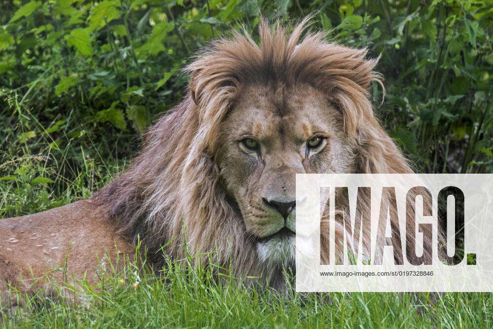 barbary lion, North African Lion, atlas lion, Egyptian Leo Panthera Leo ...