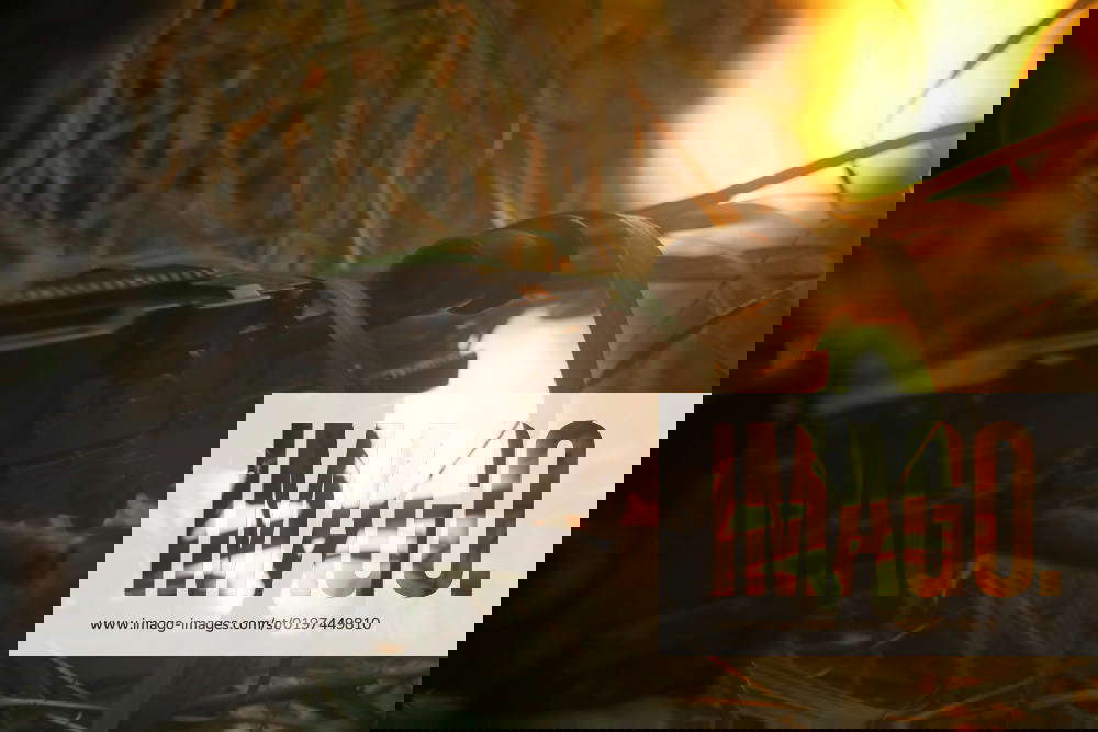 A U.S. Marine with 2d Battalion, 7th Marines, fire an M240B machine gun ...