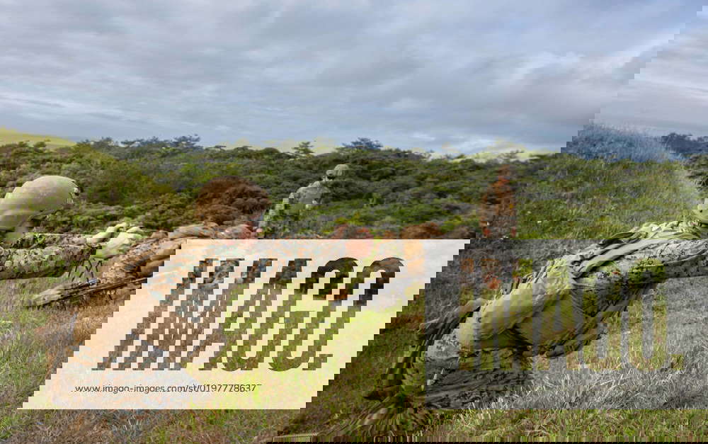 U.S. Marine Corps Pfc. Ryan Davis, left, a combat engineer with 1st ...