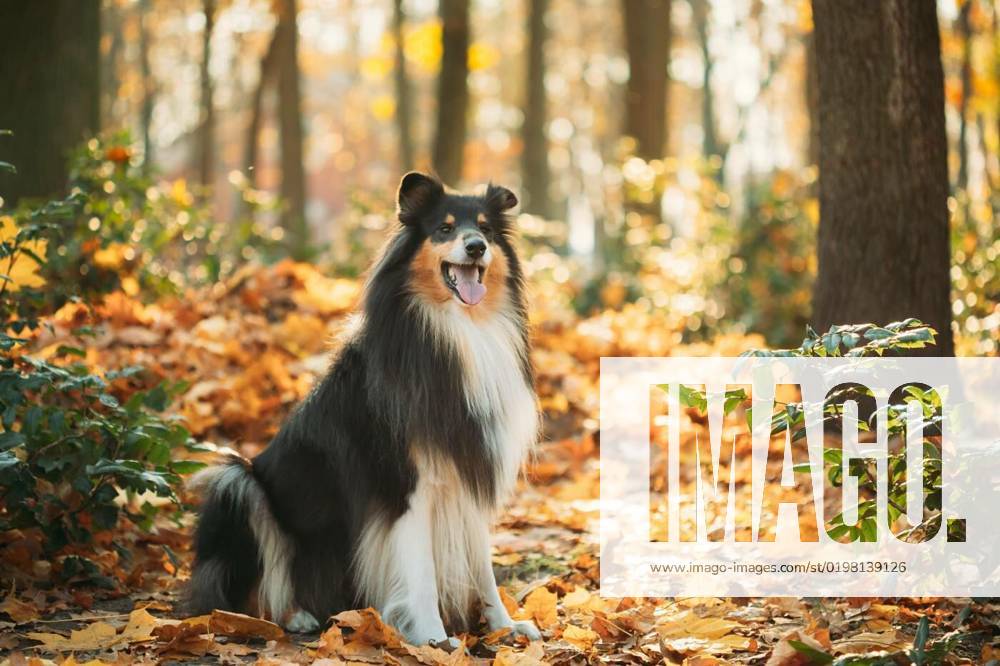 Tricolor Rough Collie, Funny Scottish Collie, Long-haired Collie ...