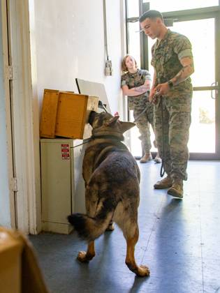 U.S. Marine Corps Cpl. Mason D. Avers, military working dog handler ...