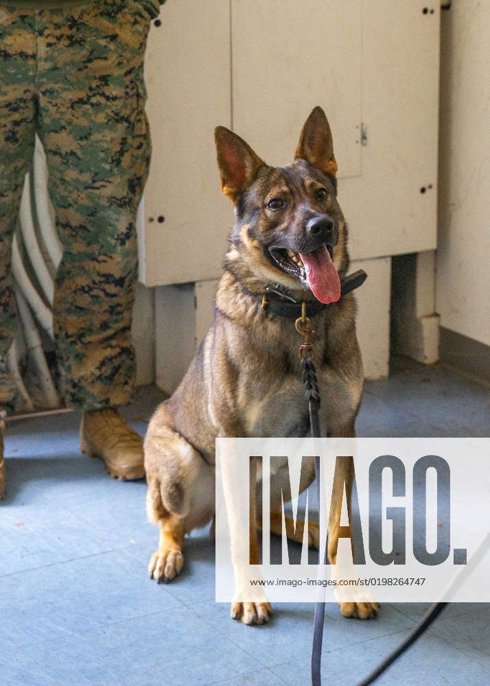 U.S. Marine Corps Cpl. Mason D. Avers, military working dog handler ...