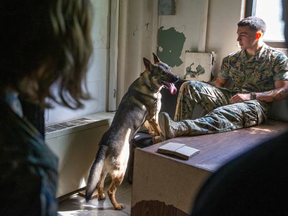 U.S. Marine Corps Cpl. Mason D. Avers, military working dog handler ...