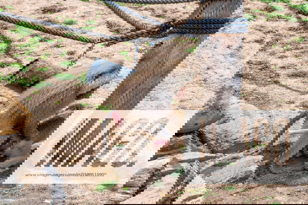 Sacred Baboon (Papio hamadryas) Sacred Baboons (Papio hamadryas) mating ...