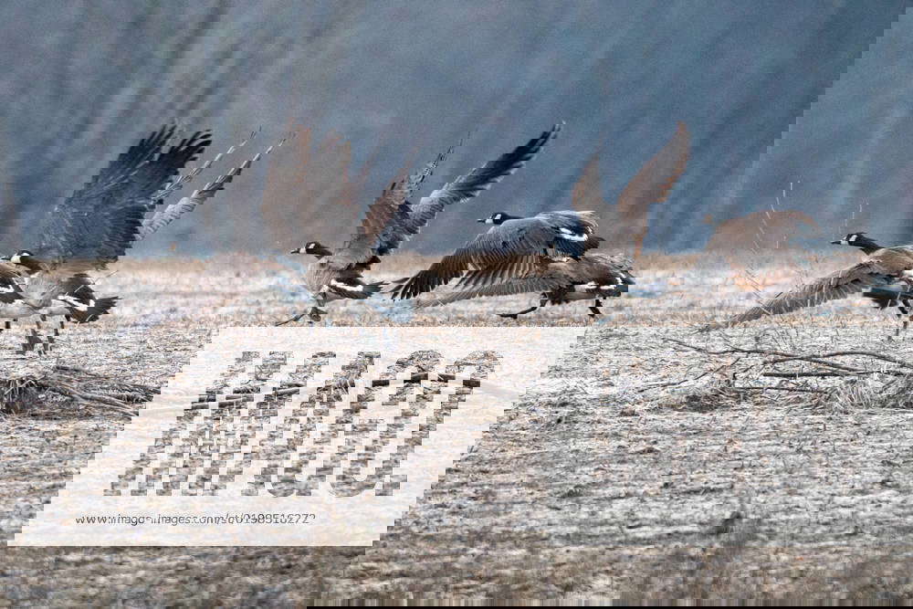 Canada Geese, Bald Eagles, And Great Blue Herons At The Oxbow Nature ...