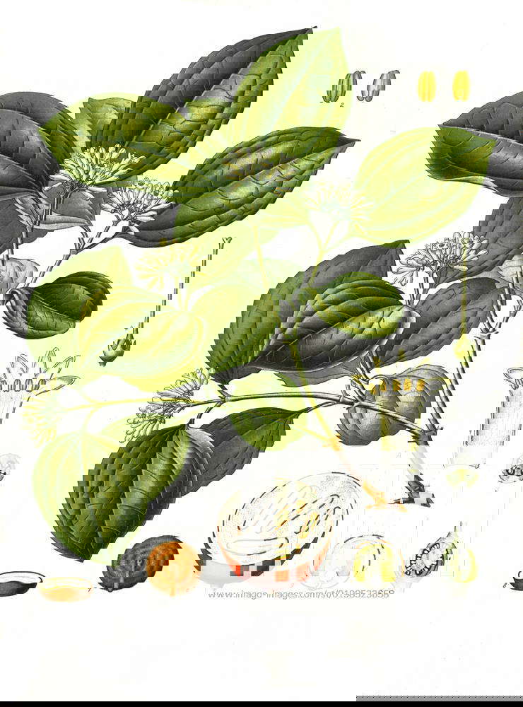 Heilpflanze, Gewöhnliche Brechnuss (Strychnos nux-vomica, Strychnos ...