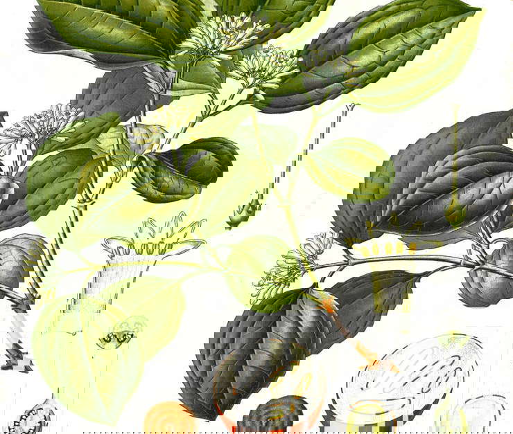 Heilpflanze, Gewöhnliche Brechnuss (Strychnos nux-vomica, Strychnos ...