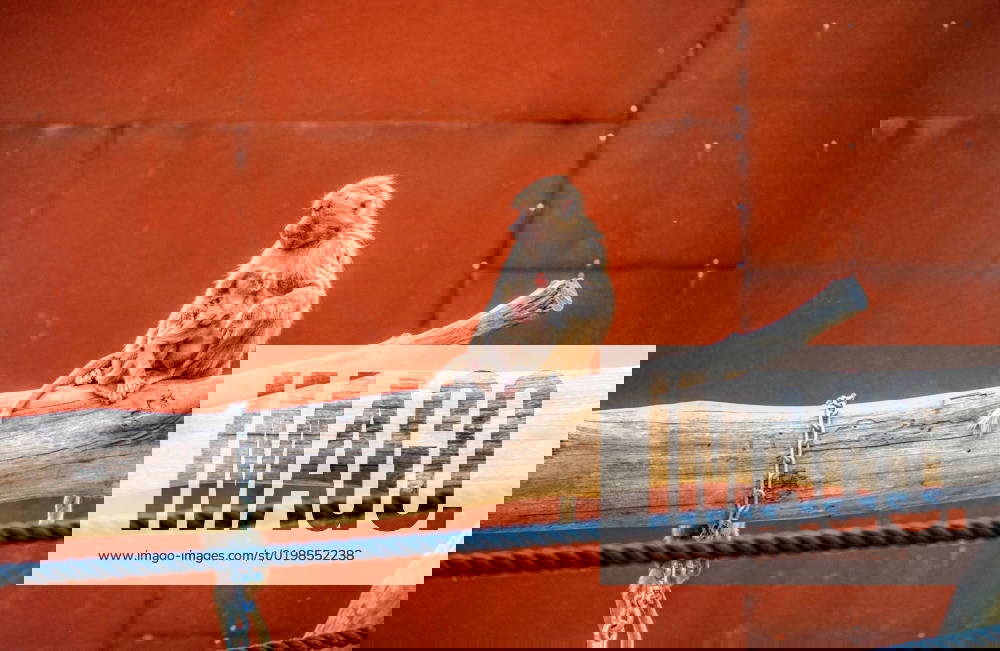 Sacred Baboon (Papio hamadryas) An adult Sacred Baboon (Papio hamadryas ...