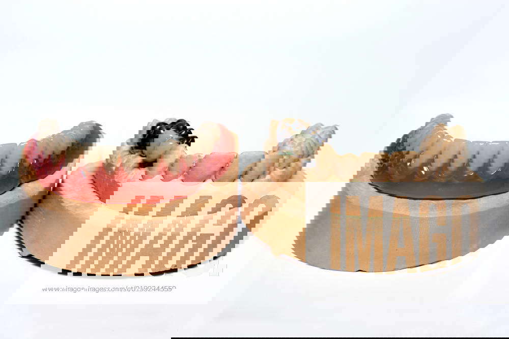 Zahnmodelle Zahnmodelle