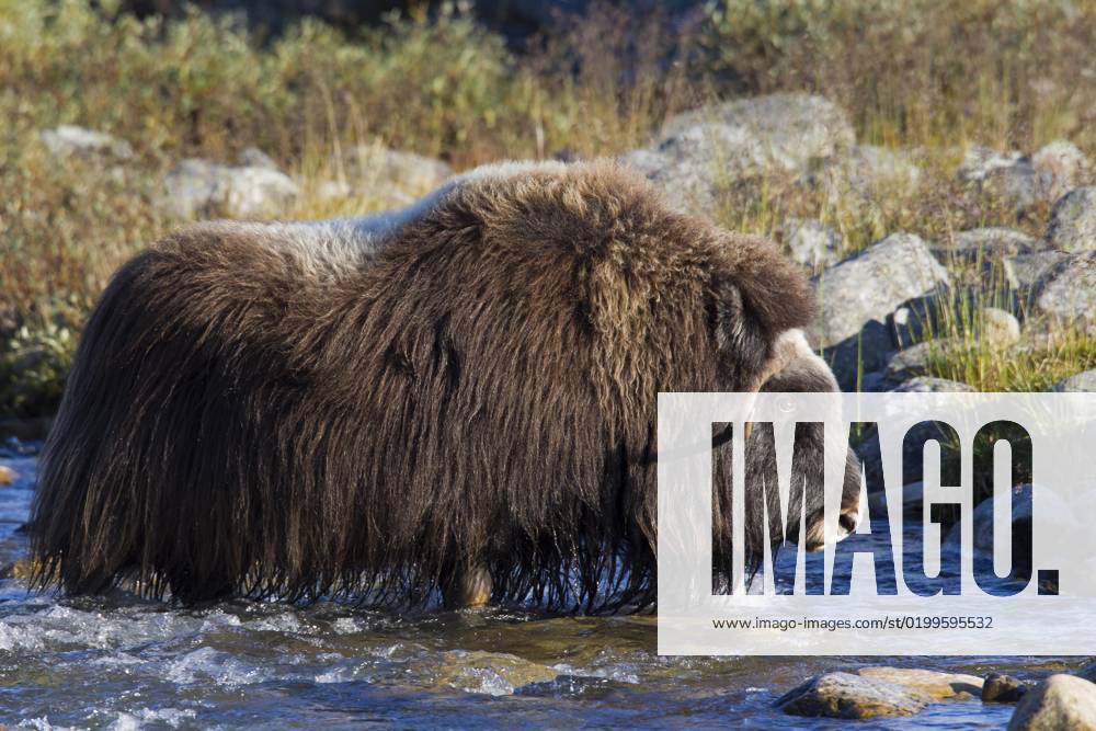 Moschusochse Ovibos moschatus , Female, at cross one River in the ...