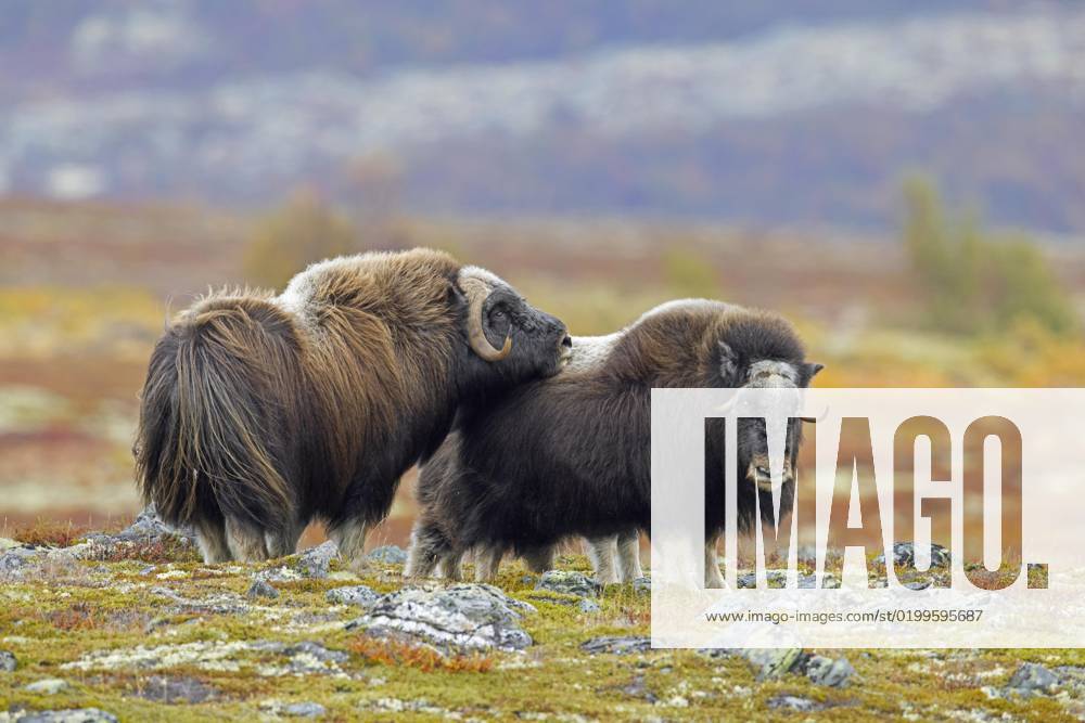 Moschusochse Ovibos moschatus and Cow at the Tundra during the rut ...