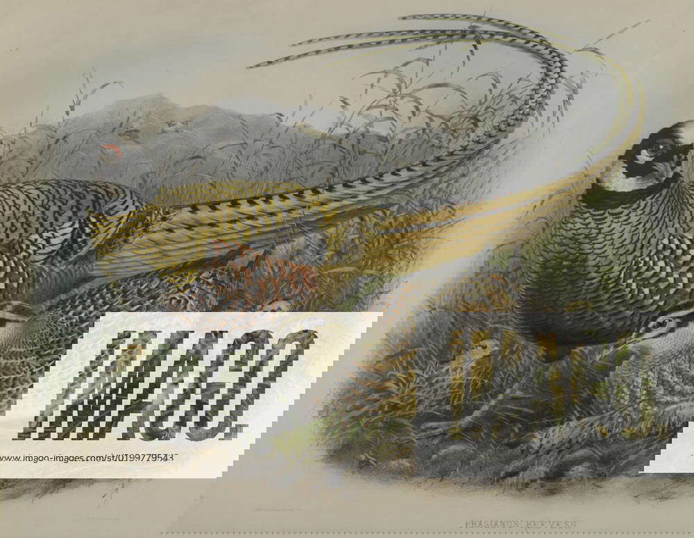 Phasianus Reevesii: Reeves Pheasant John Gould (British, 1804-1881 ...