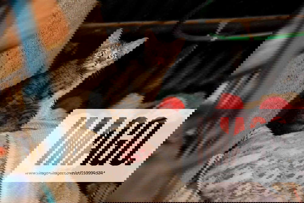 Nairobi, Kenya: A curious cat stares inside a house in Kibera Slum ...