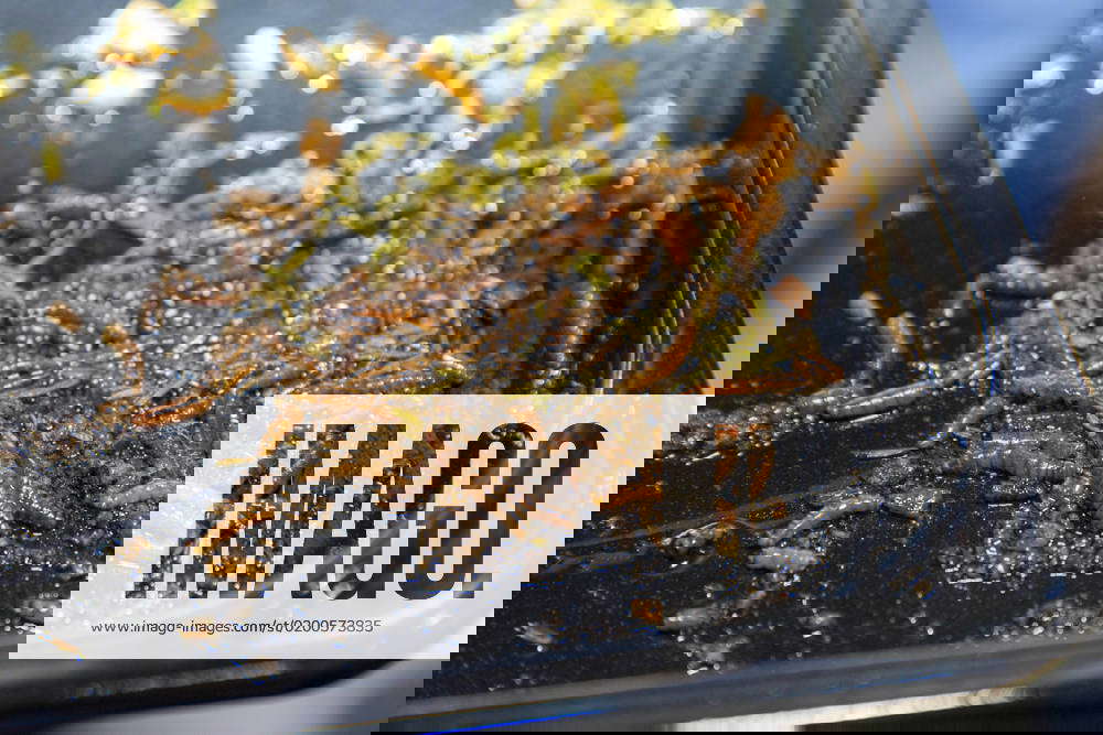 Grilled worms For the European Union, insects are considered novel ...