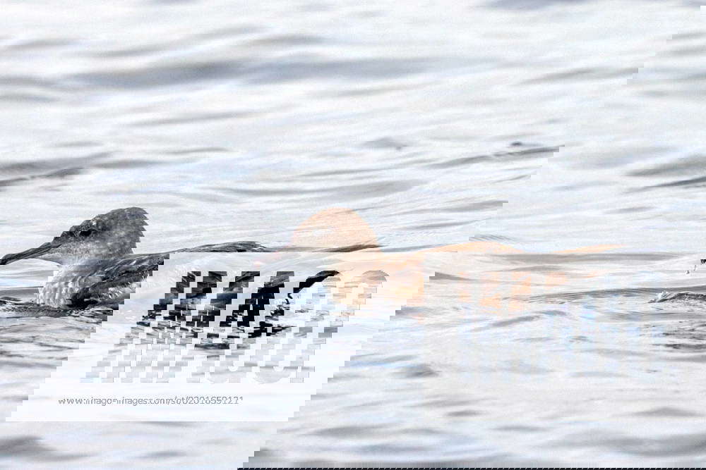 Balearic Islands shearwater, Balearic Shearwater Puffinus mauretanicus ...