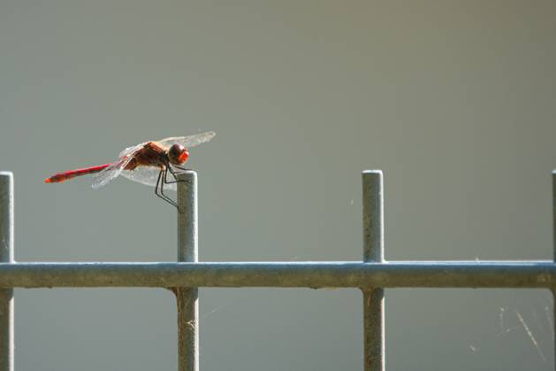 A red firefly dragonfly sits on a fence and looks into the