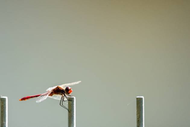 A red firefly dragonfly sits on a fence and looks into the