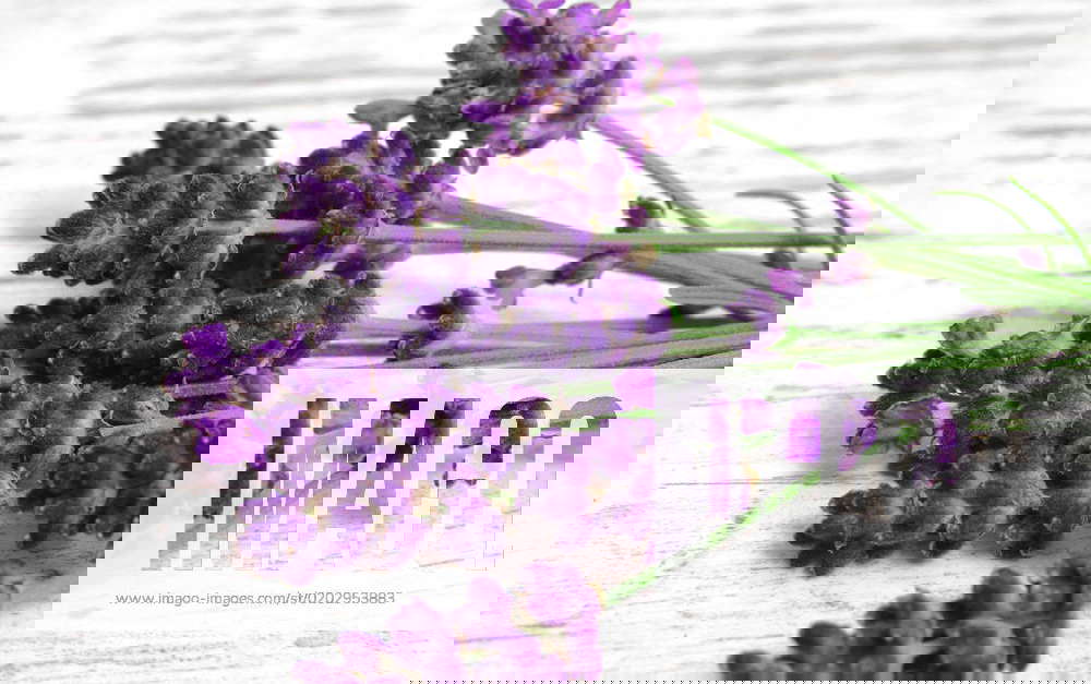 Lavender, Narrow-leafed Lavender, Real Lavender Lavandula angustifolia ...