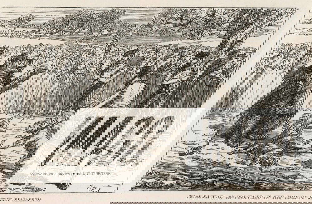 Bear Baiting - circa 16th century Dogs are set on a bear, while two men ...
