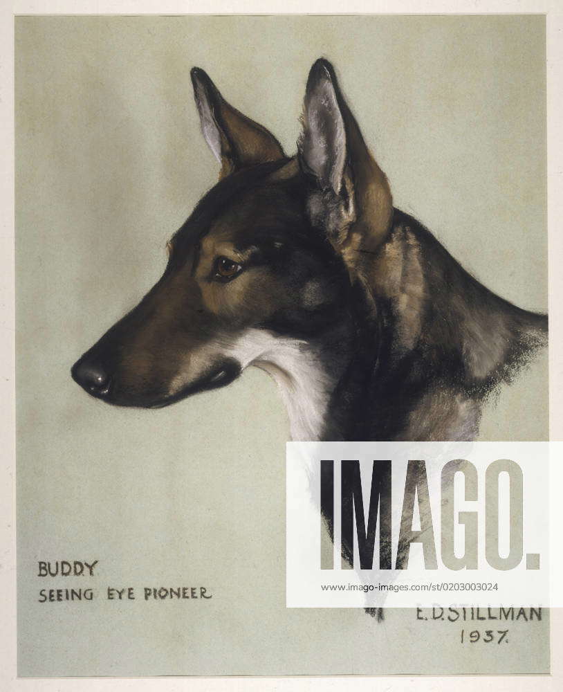 BUDDY, SEEING EYE Buddy , guide dog of Morris Frank of Tennessee, the ...