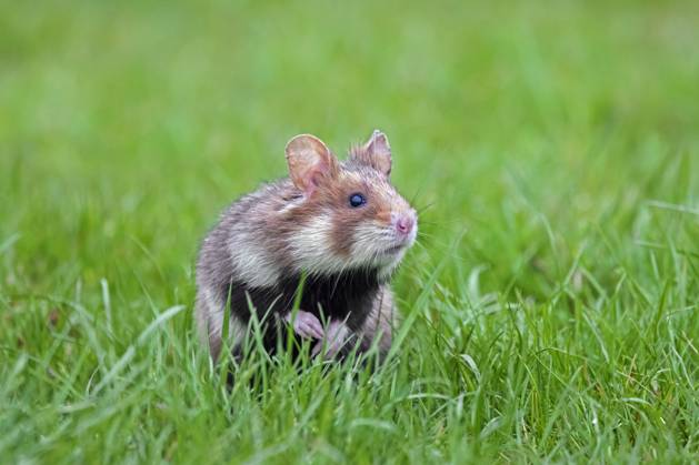 European hamster Eurasian hamster black-bellied hamster common hamster ...