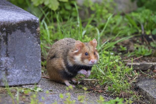 European hamster Eurasian hamster common black-bellied hamster foraging ...