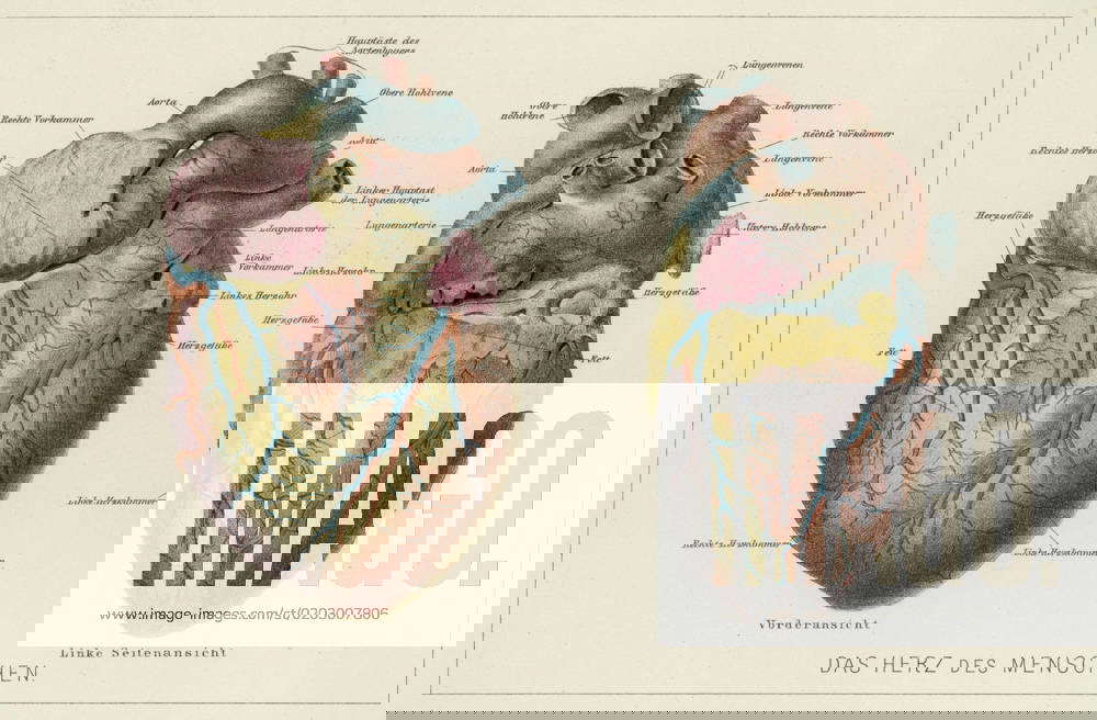 GERMAN HEART Two views of the heart, with the parts labelled in German ...