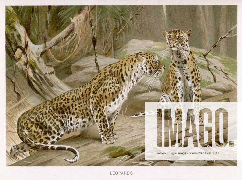 TWO LEOPARDS Two leopards in the wild. Date: circa